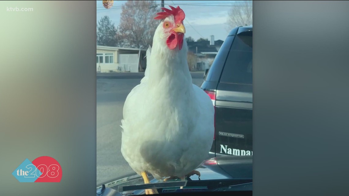Chicken checks out Nampa police car, investigators believe there's no ...