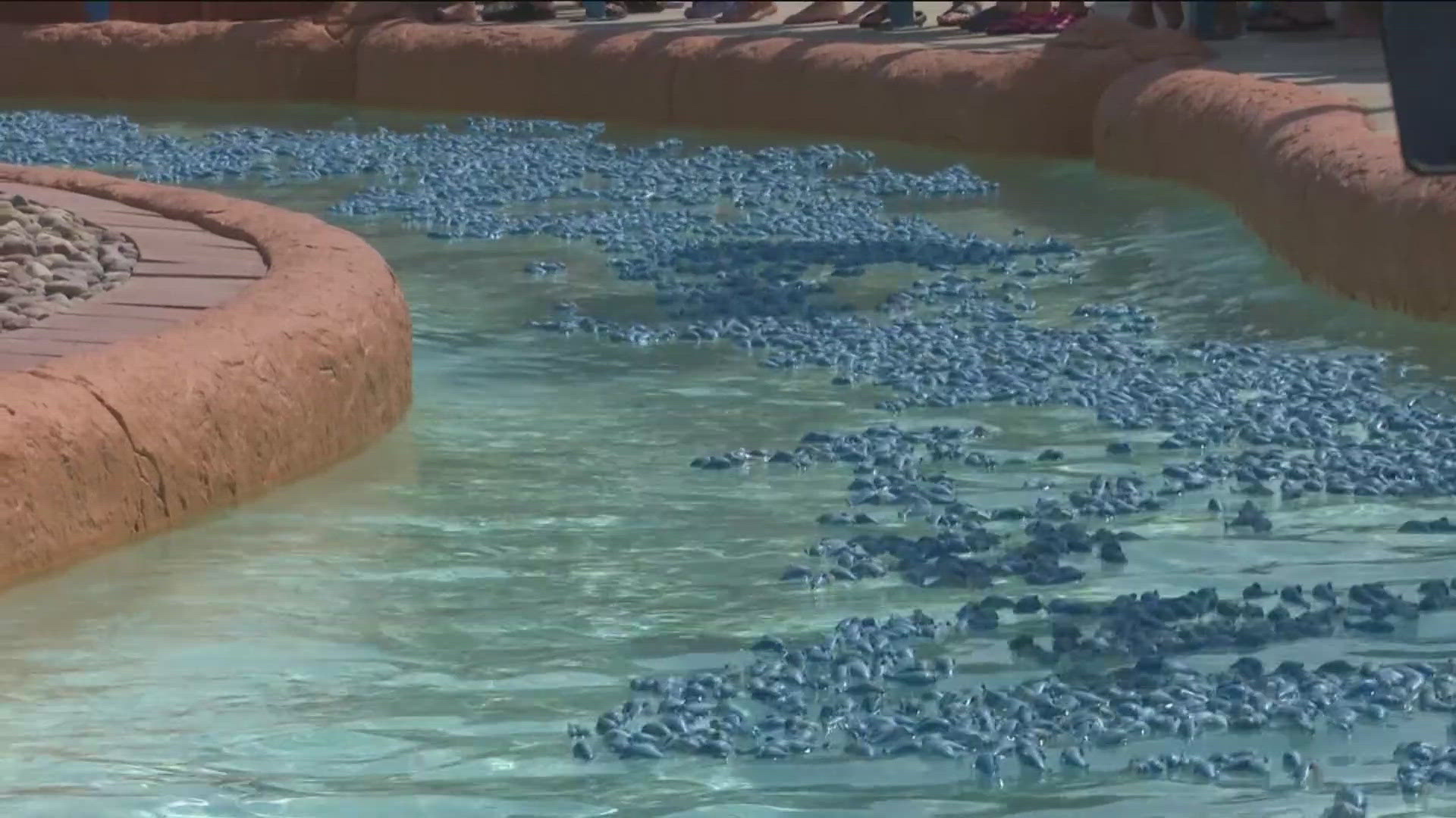 Kandi Hall details her relationship with attorney who was killed | ktvb.com