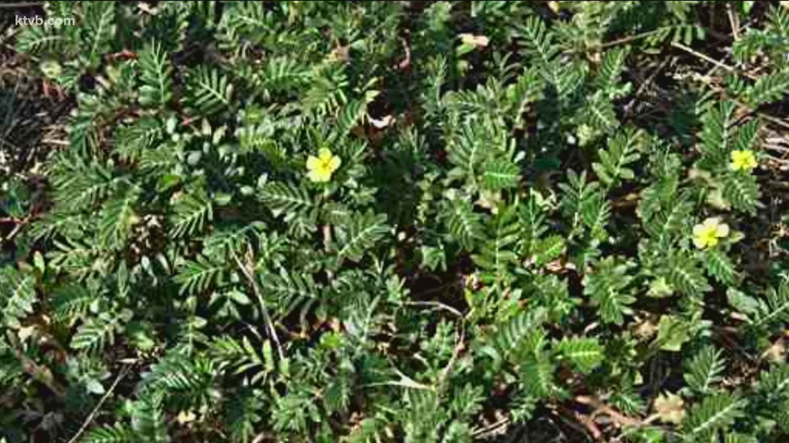 You Can Grow It: Those pesky weeds! | ktvb.com