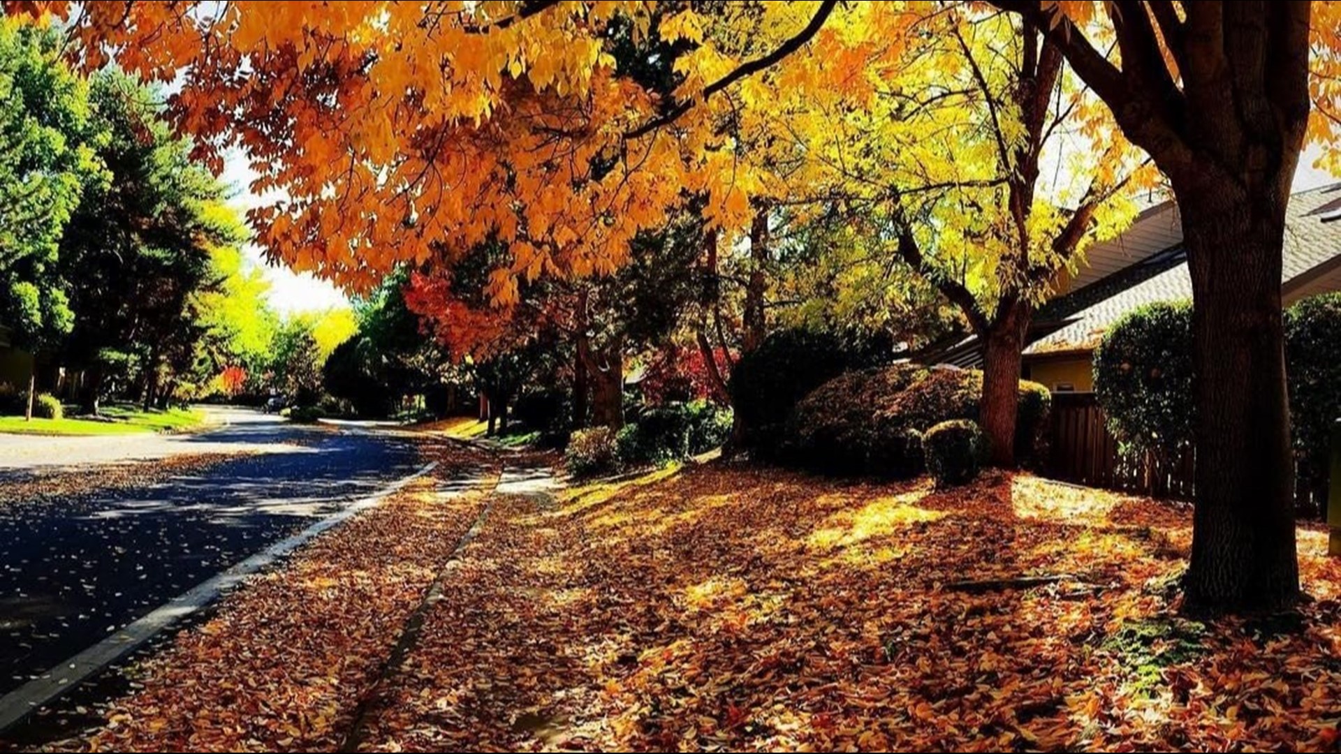 What you need to know about leaf disposal in Boise and Meridian | ktvb.com