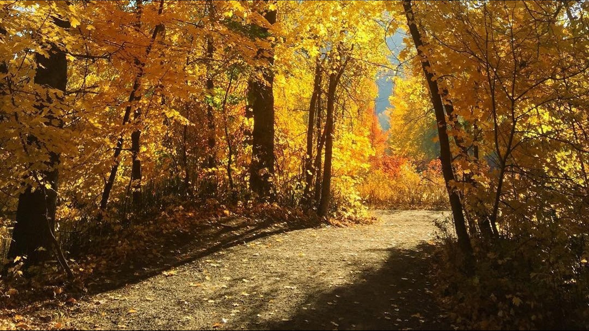 What you need to know about leaf disposal in Boise and Meridian | ktvb.com
