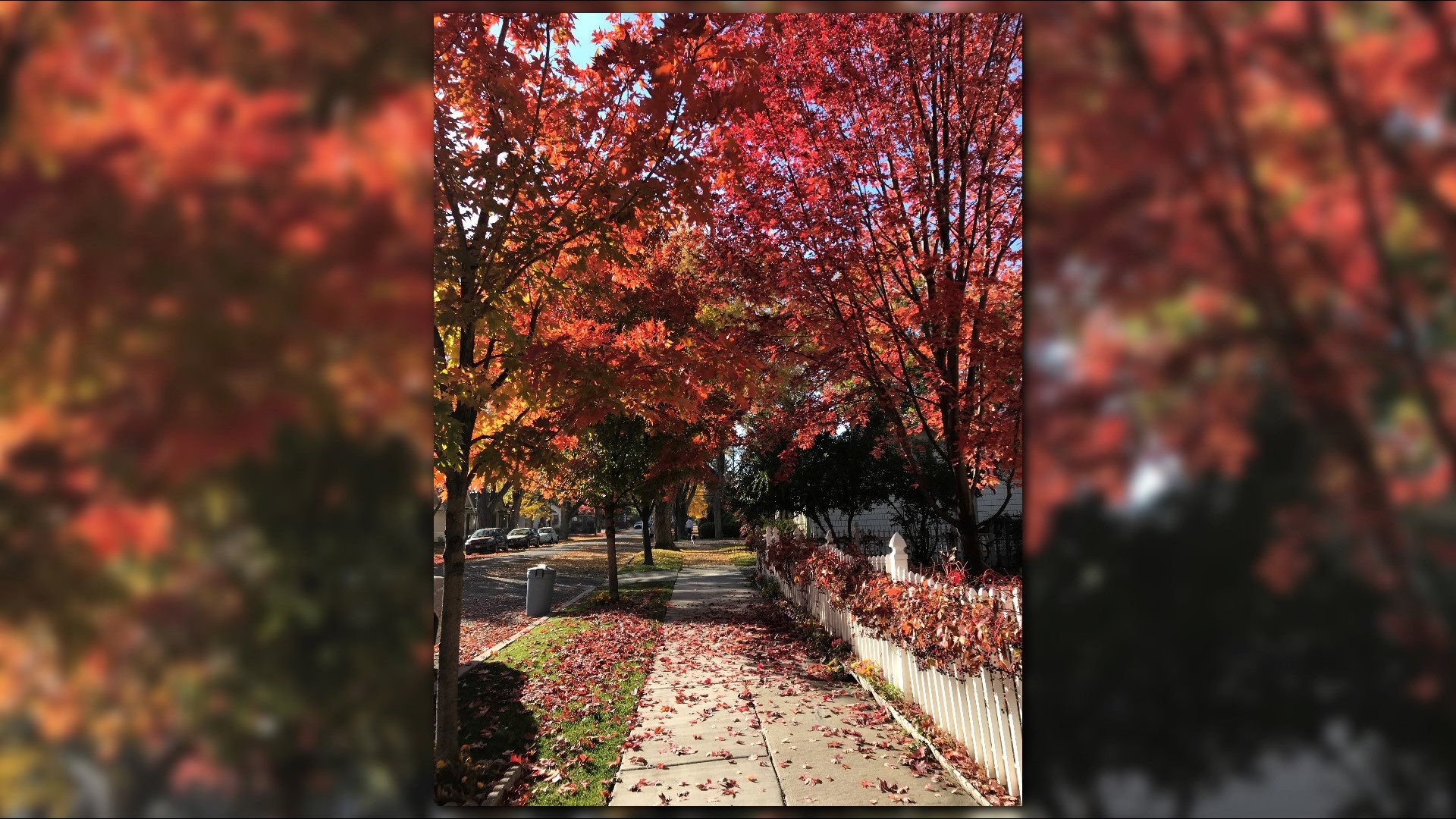 What you need to know about leaf disposal in Boise and Meridian | ktvb.com