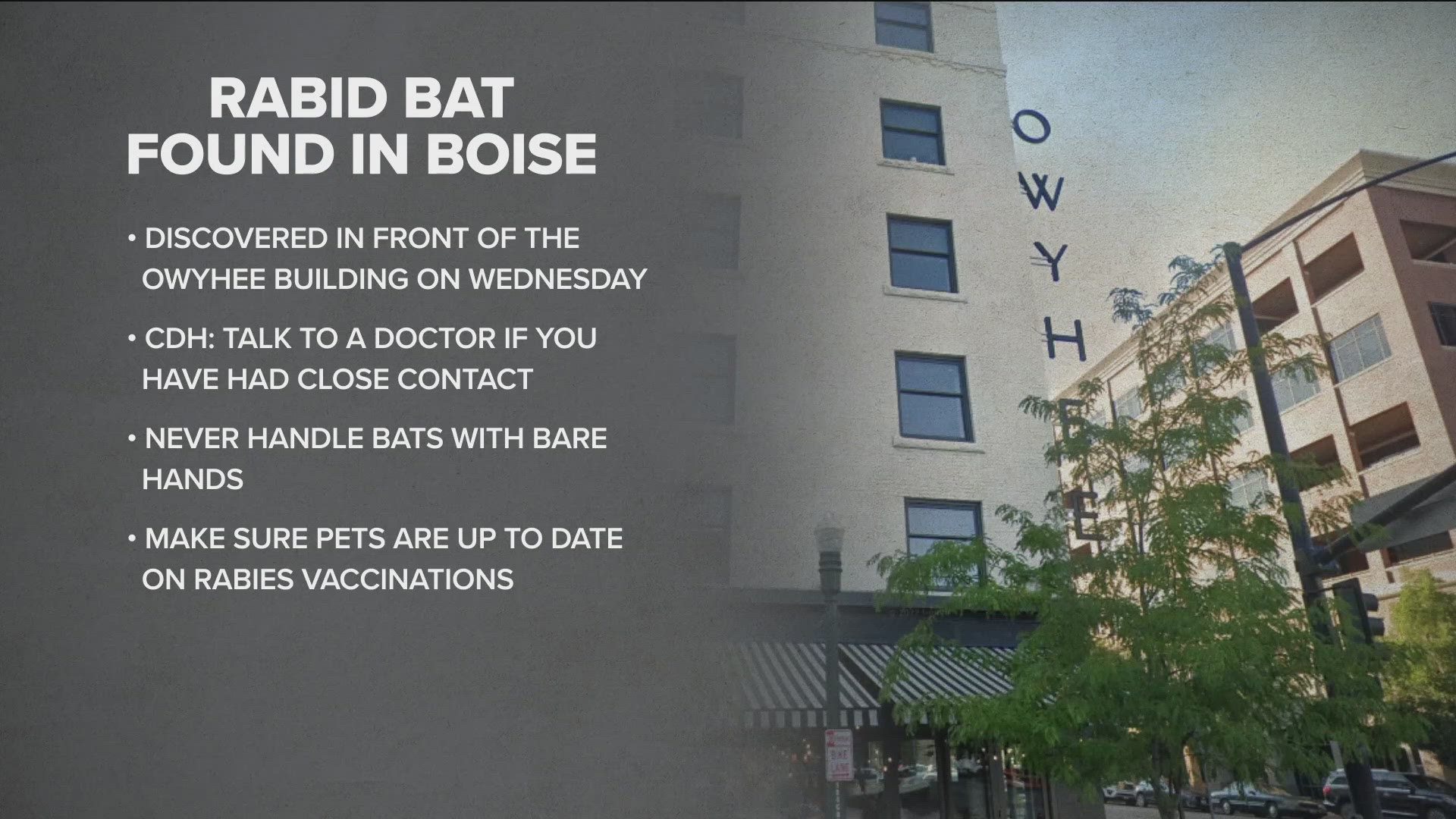 Bat found in Downtown Boise tests positive for rabies | ktvb.com