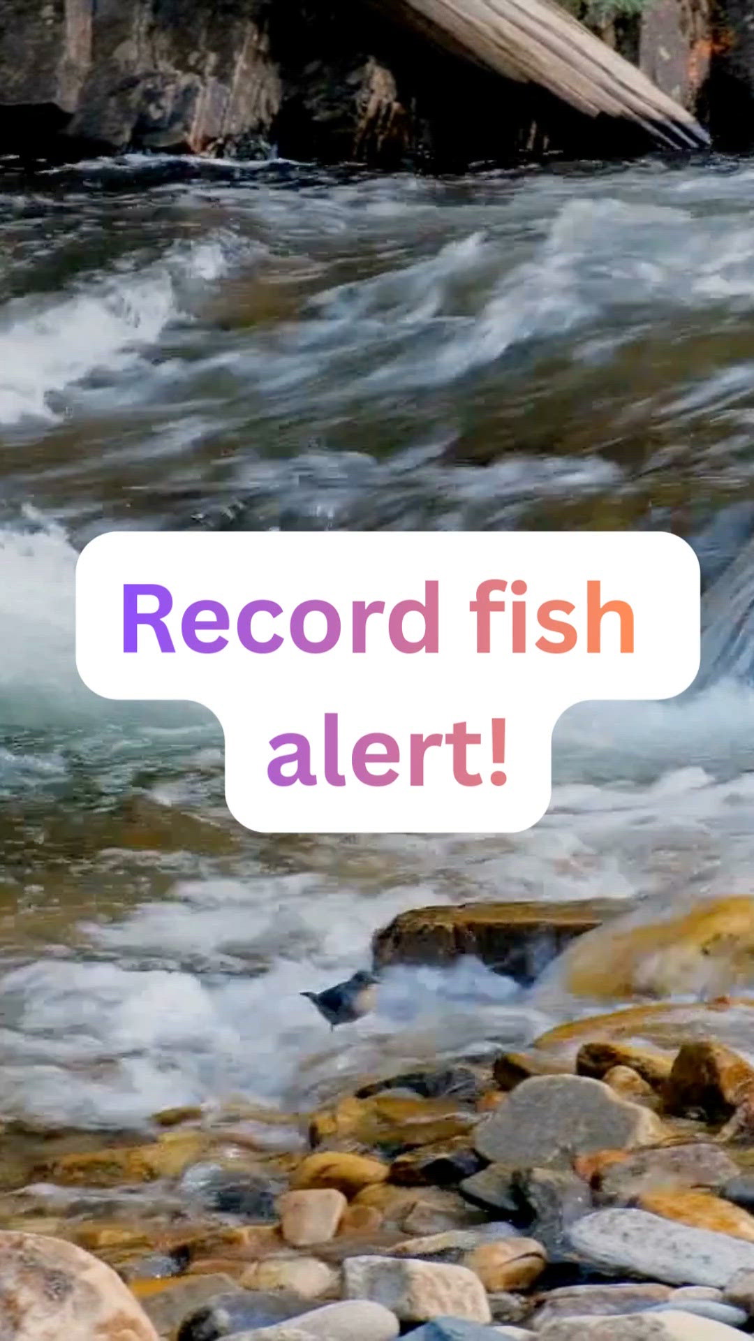 Angler lands state record Yellowstone cutthroat trout | ktvb.com