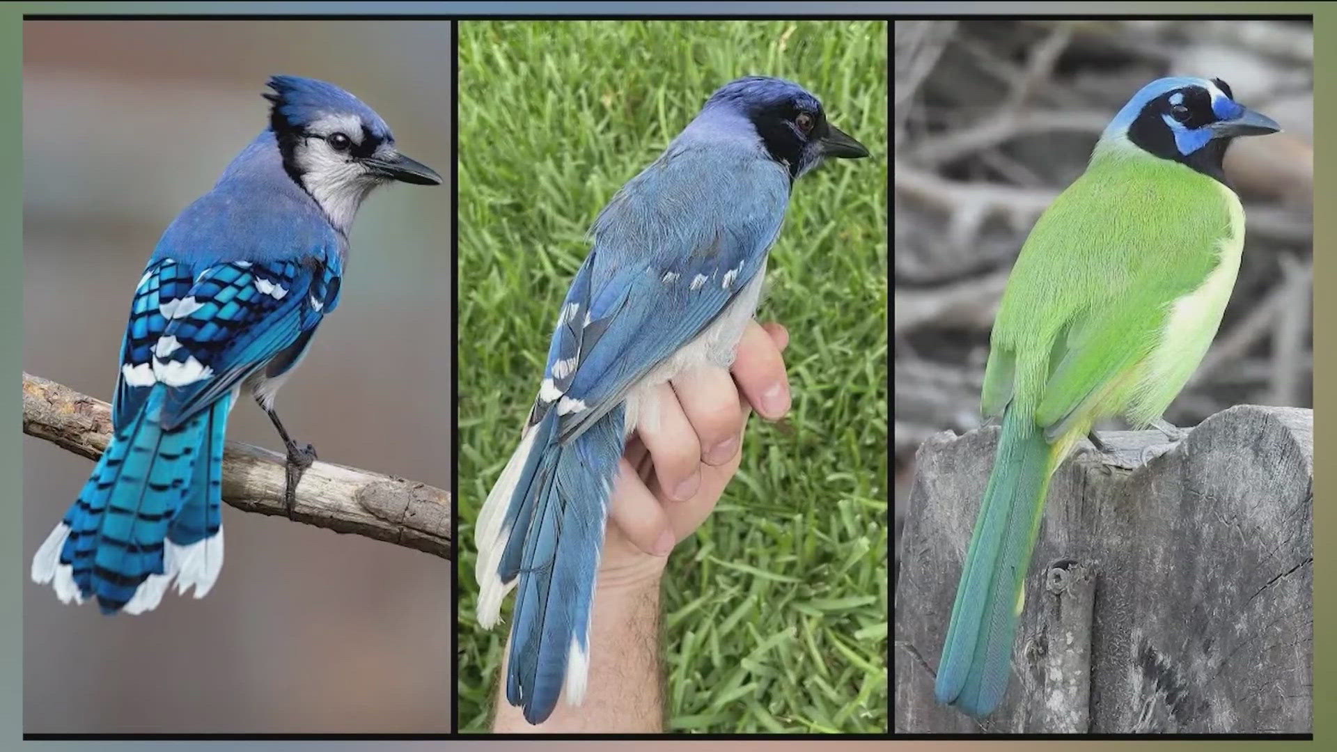 What's Trending: a new type of bird, Doordash's delivery robot and ...
