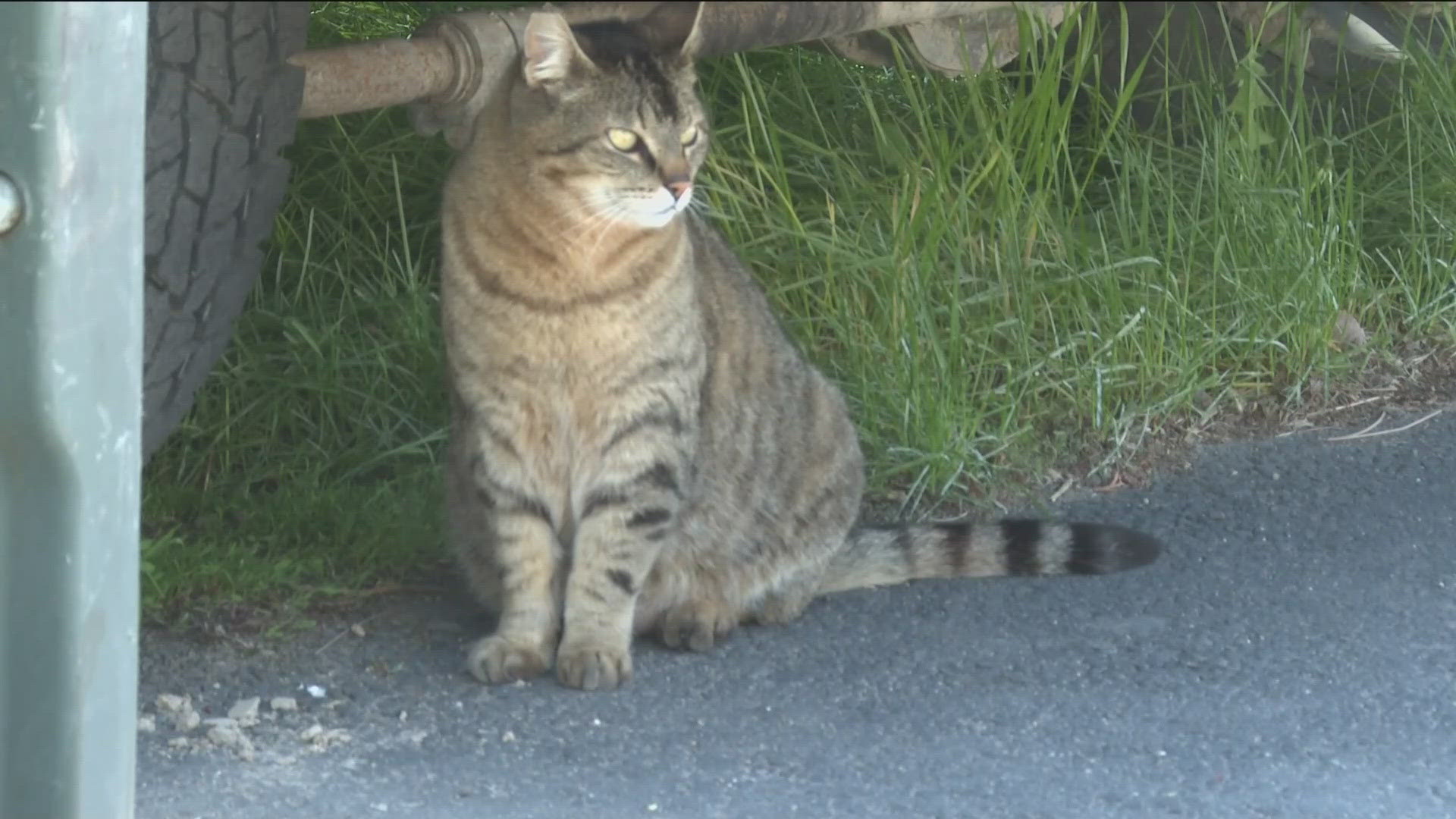 Mountain Home City Council speaks on feral cat overpopulation | ktvb.com