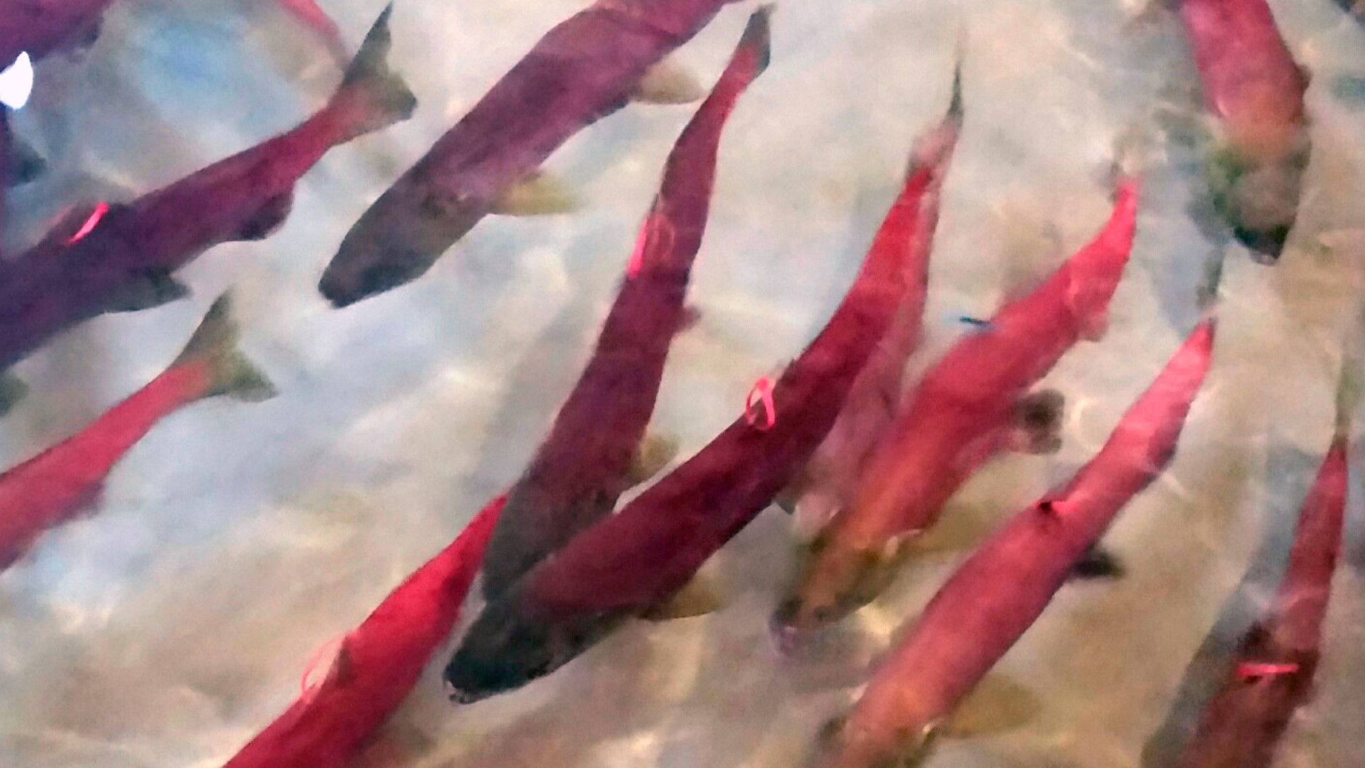 Sockeye salmon released into central Idaho lakes to spawn | ktvb.com