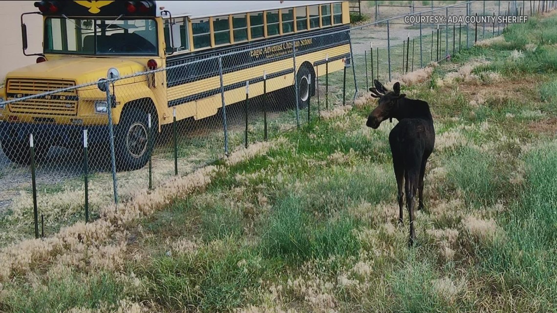 Moose spotted in Eagle tranquilized Thursday morning | ktvb.com