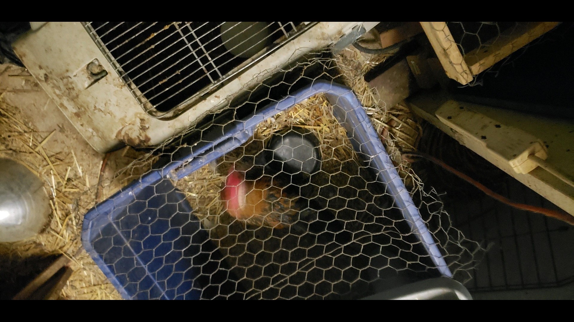 Hundreds of chickens, other animals taken from Weiser home | ktvb.com