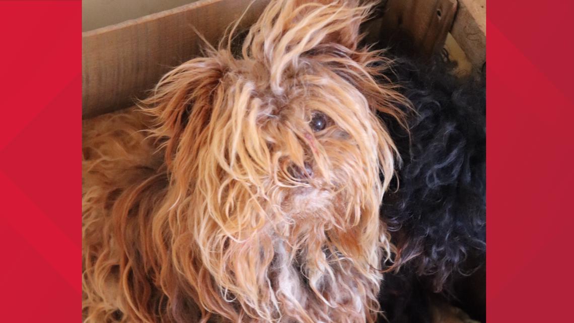 Yorkies seized from 'deplorable conditions' at Idaho home | ktvb.com