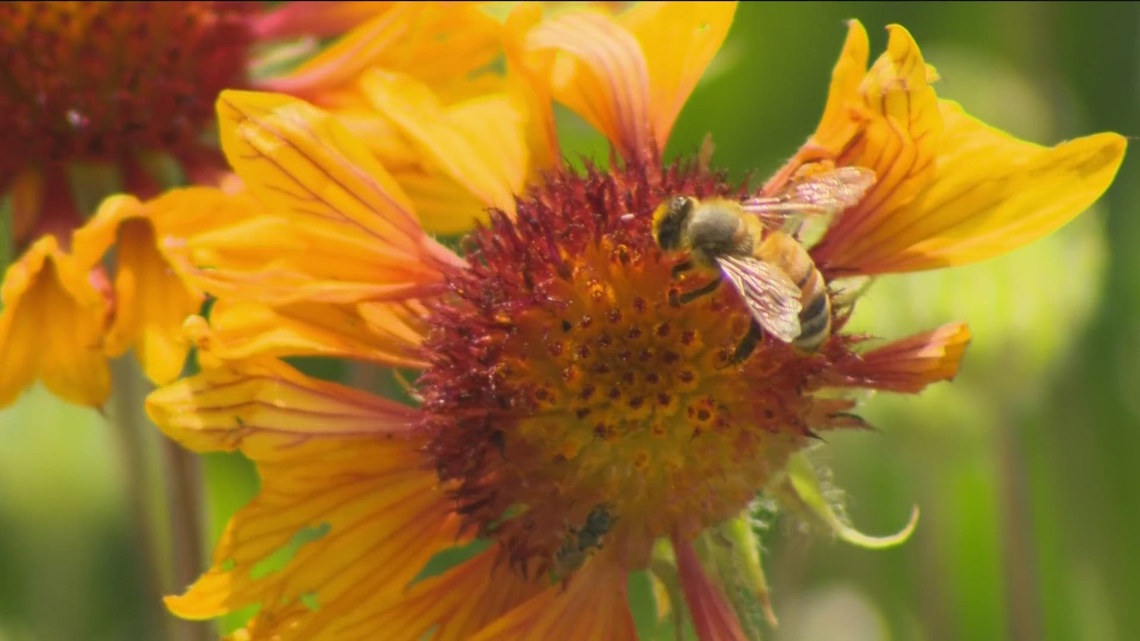 One local 'bee' man is dedicated to saving Earth’s hardest workers ...