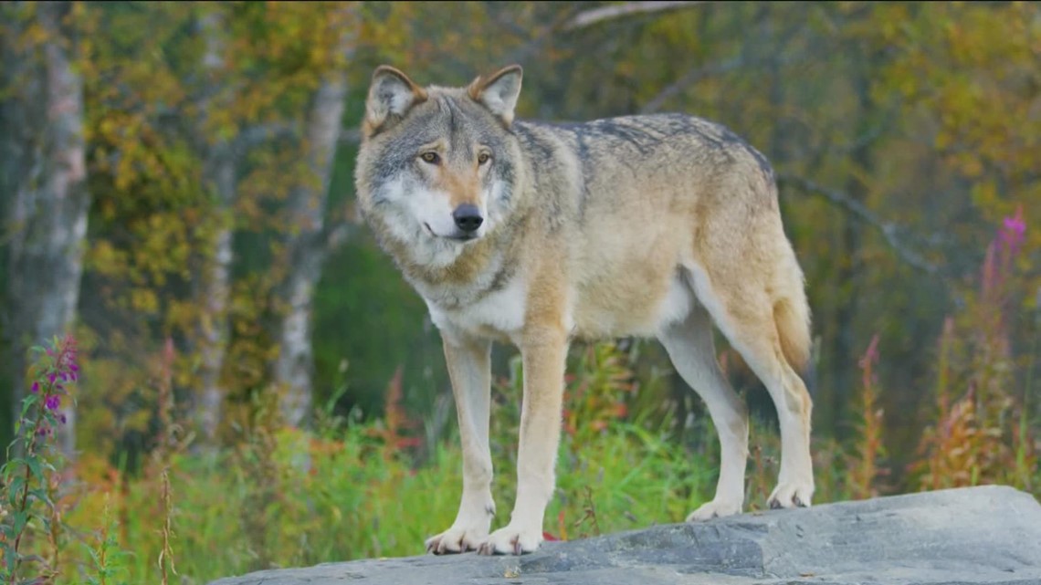 Idaho wolf population is decreasing | ktvb.com