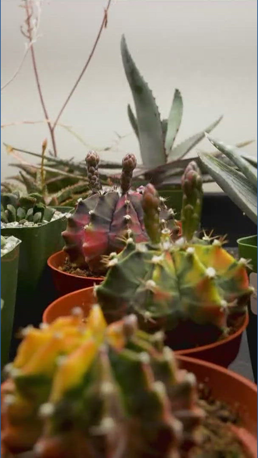 The Boise Flower & Garden Show brings spring to life | ktvb.com