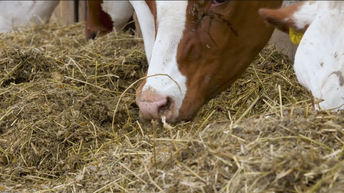 Could seaweed be the key to reducing the greenhouse gas from cow burps ...
