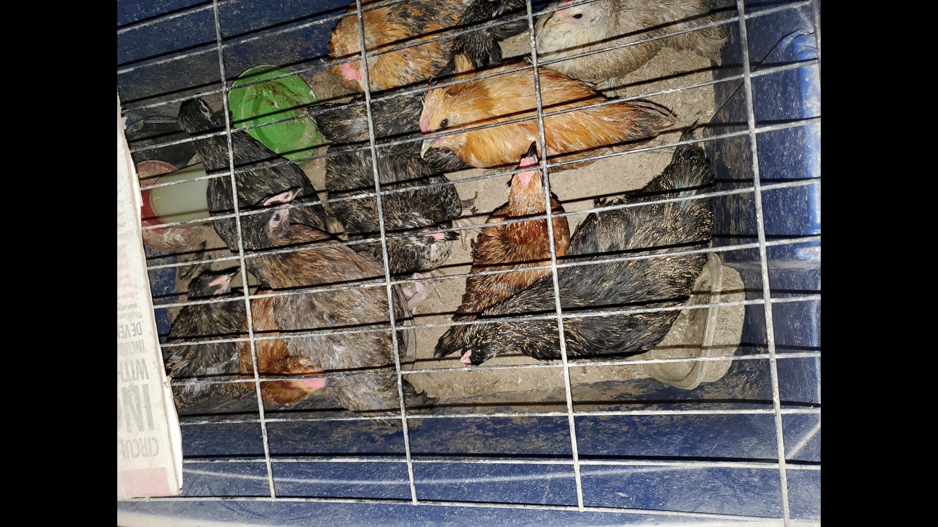 Hundreds of chickens, other animals taken from Weiser home | ktvb.com