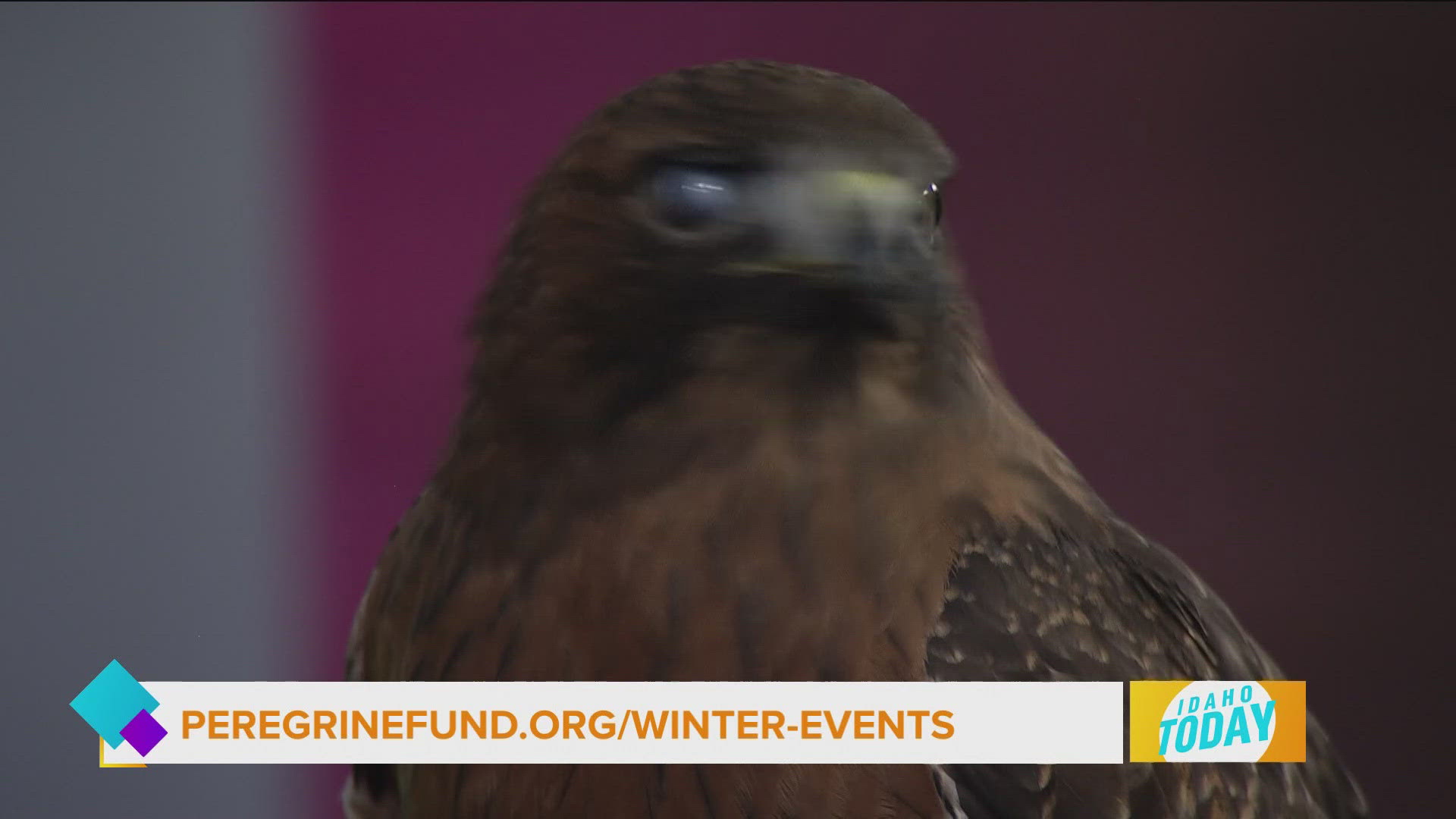 Finn the Red-Tailed Hawk tells us about the winter events at the World ...