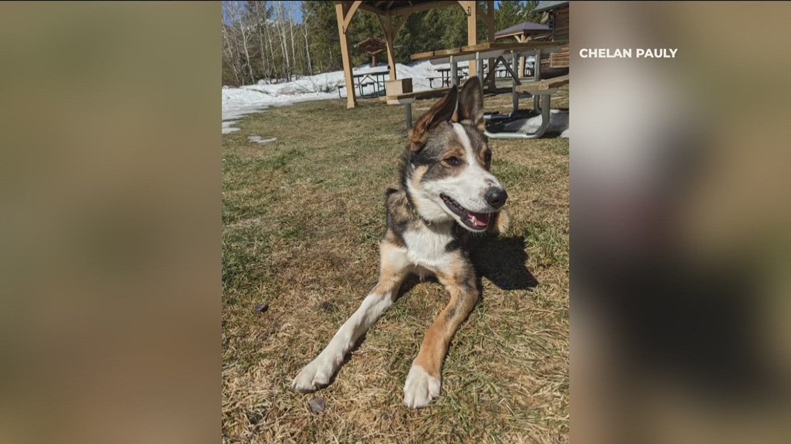 Rent a dog at Galena Lodge in Ketchum | ktvb.com