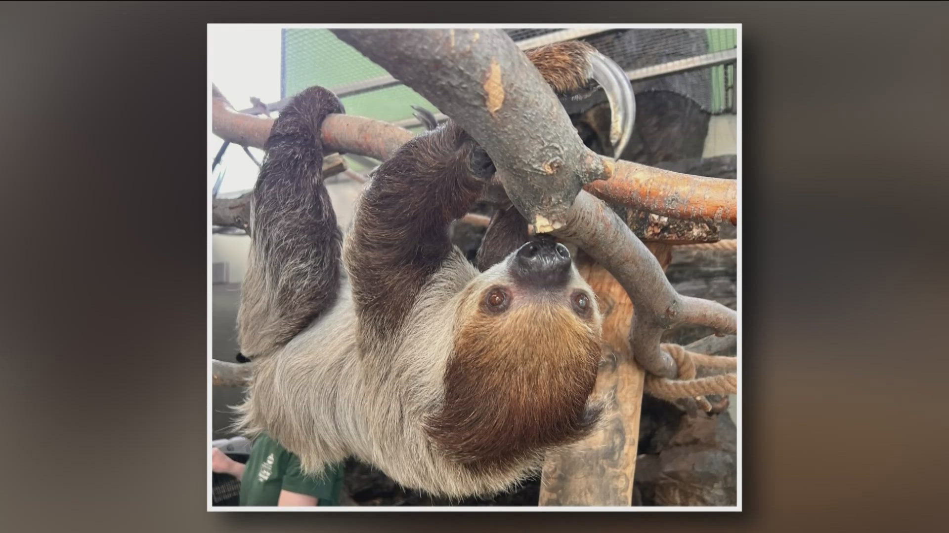 Zoo Boise welcomes new two-toed sloth | ktvb.com