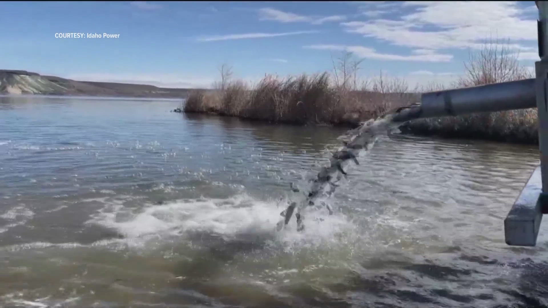 Idaho Fish and Game to stock over 17K rainbow trout this month in Magic Valley | ktvb.com
