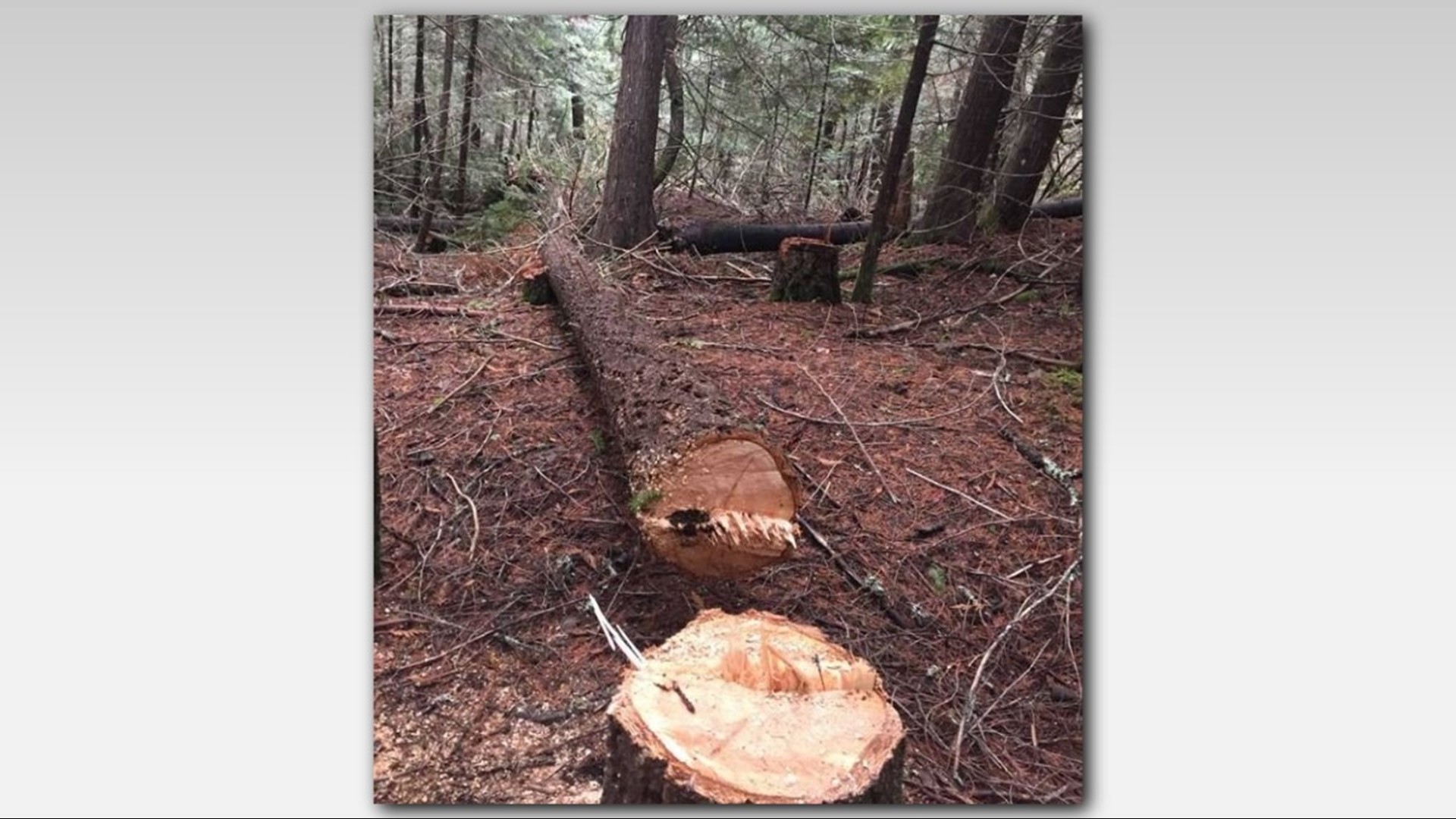 Reward offered for North Idaho timber theft from federal land | ktvb.com