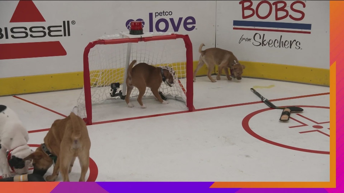 NHL Stanley Pup Scores a Goal | ktvb.com