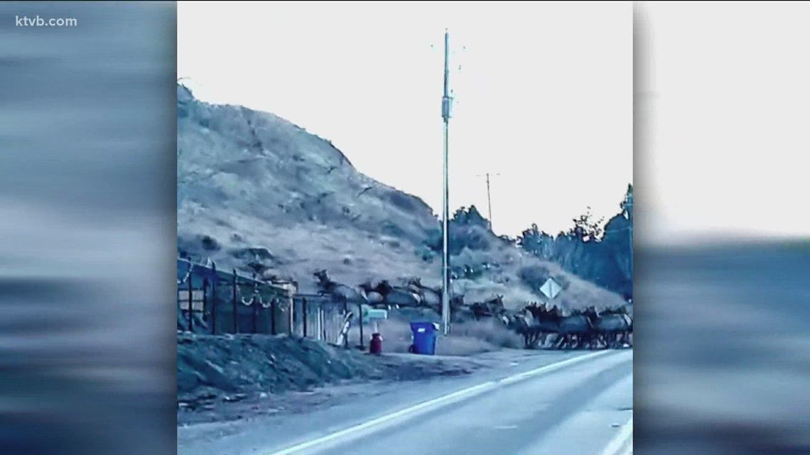 Elk and deer remind Boiseans who the real locals are | ktvb.com