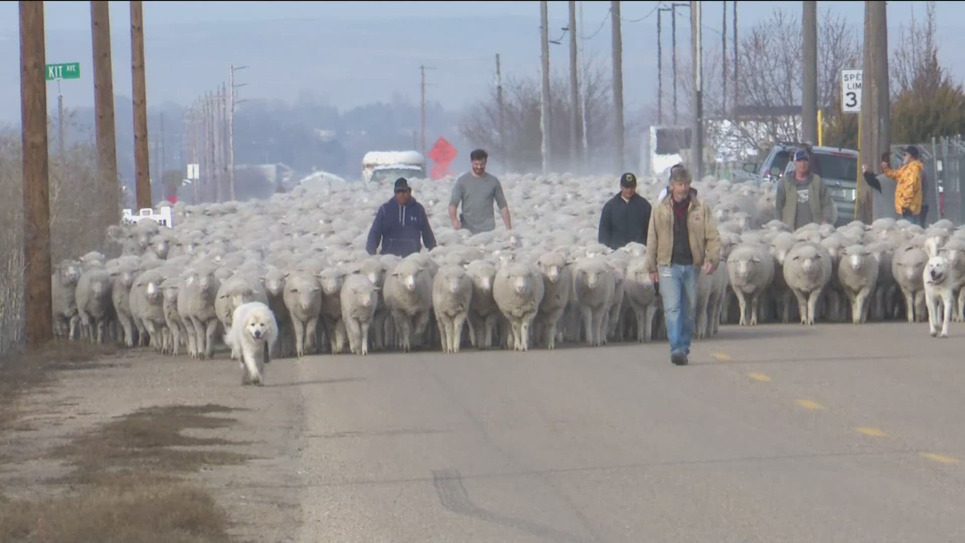 Sheep stroll through Caldwell as crossing season returns | ktvb.com