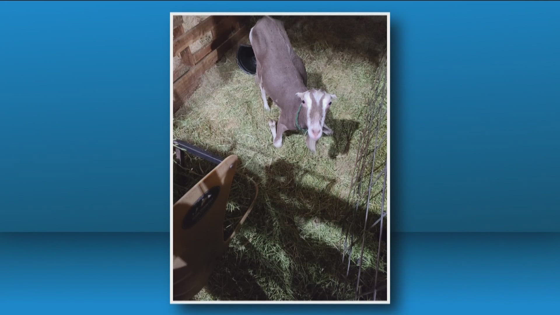 Oregon man arraigned in animal neglect case | ktvb.com