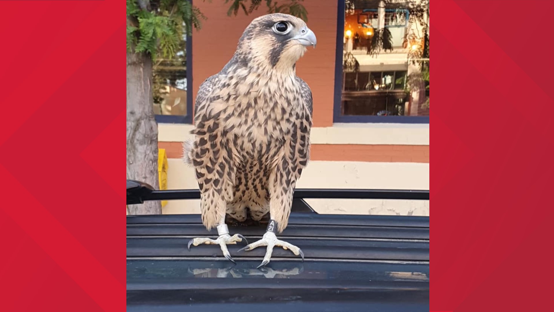 Peregrine Falcon on Hood of Car | TexAgs
