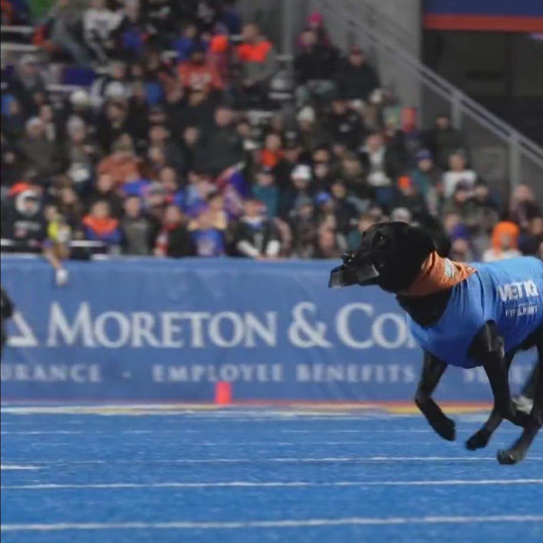 Boise State's Blitz the tee dog to return for one last run | ktvb.com