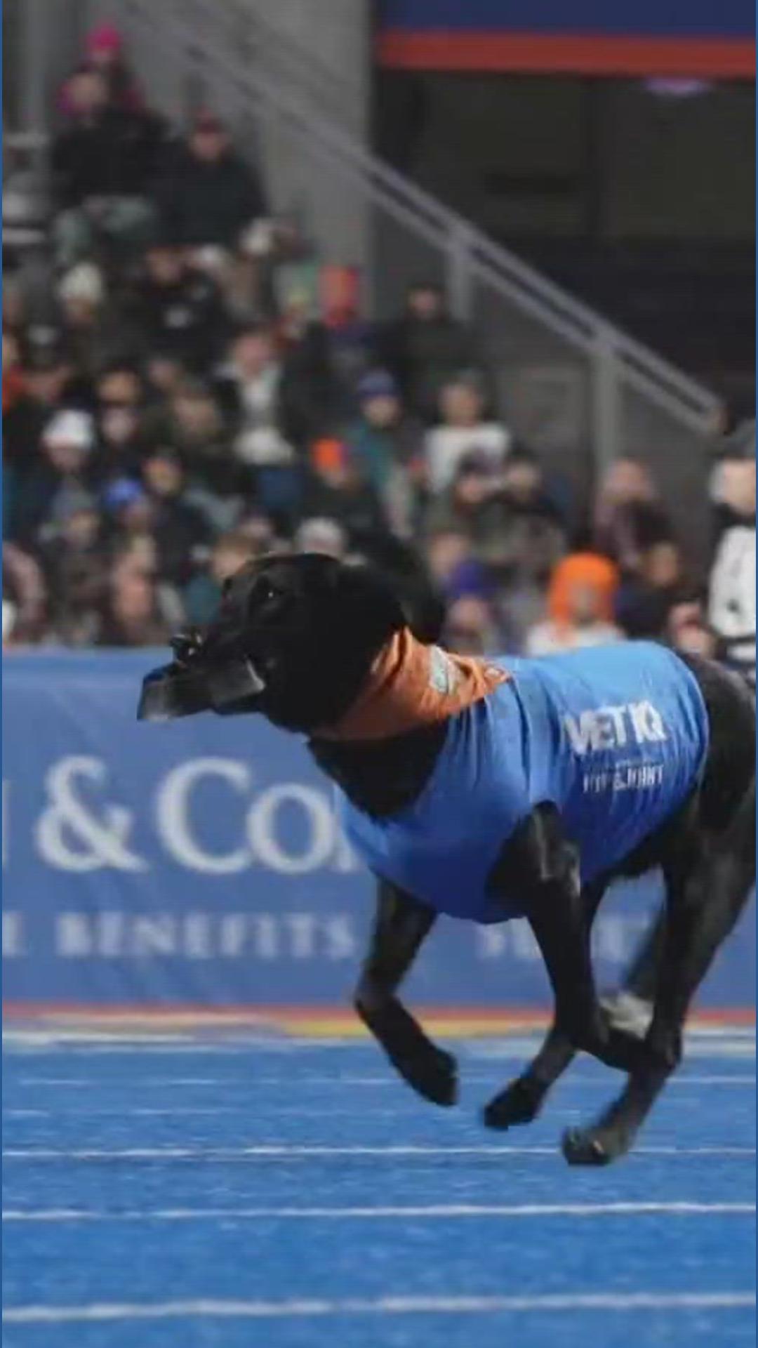 Blitz makes last appearance on the Blue as Boise State's tee dog | ktvb.com