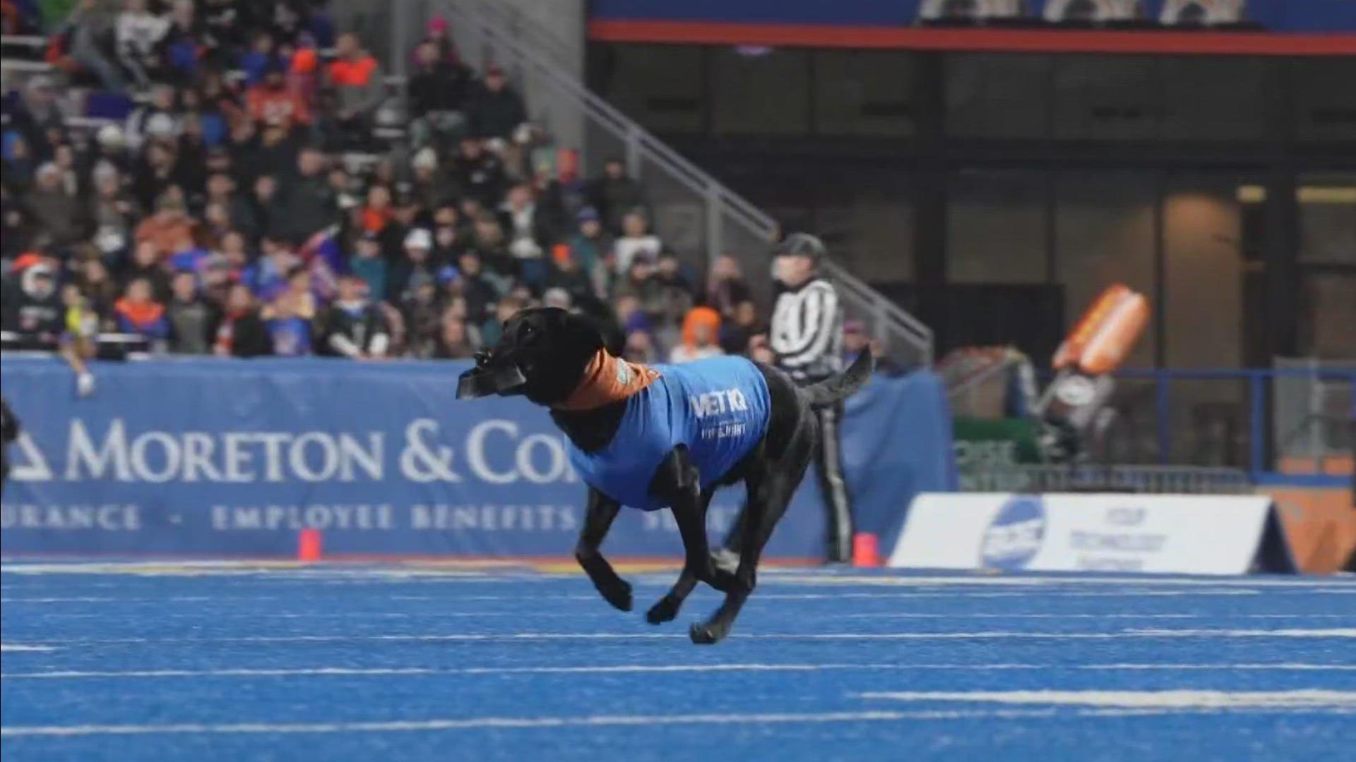 Blitz makes last appearance on the Blue as Boise State's tee dog | ktvb.com