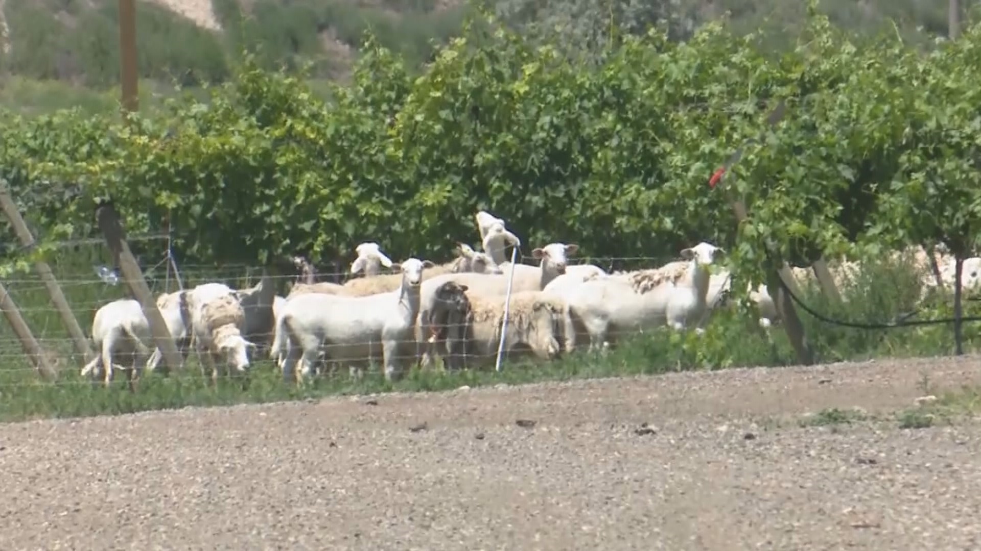 Hungry sheep help out at Wilder winery | ktvb.com