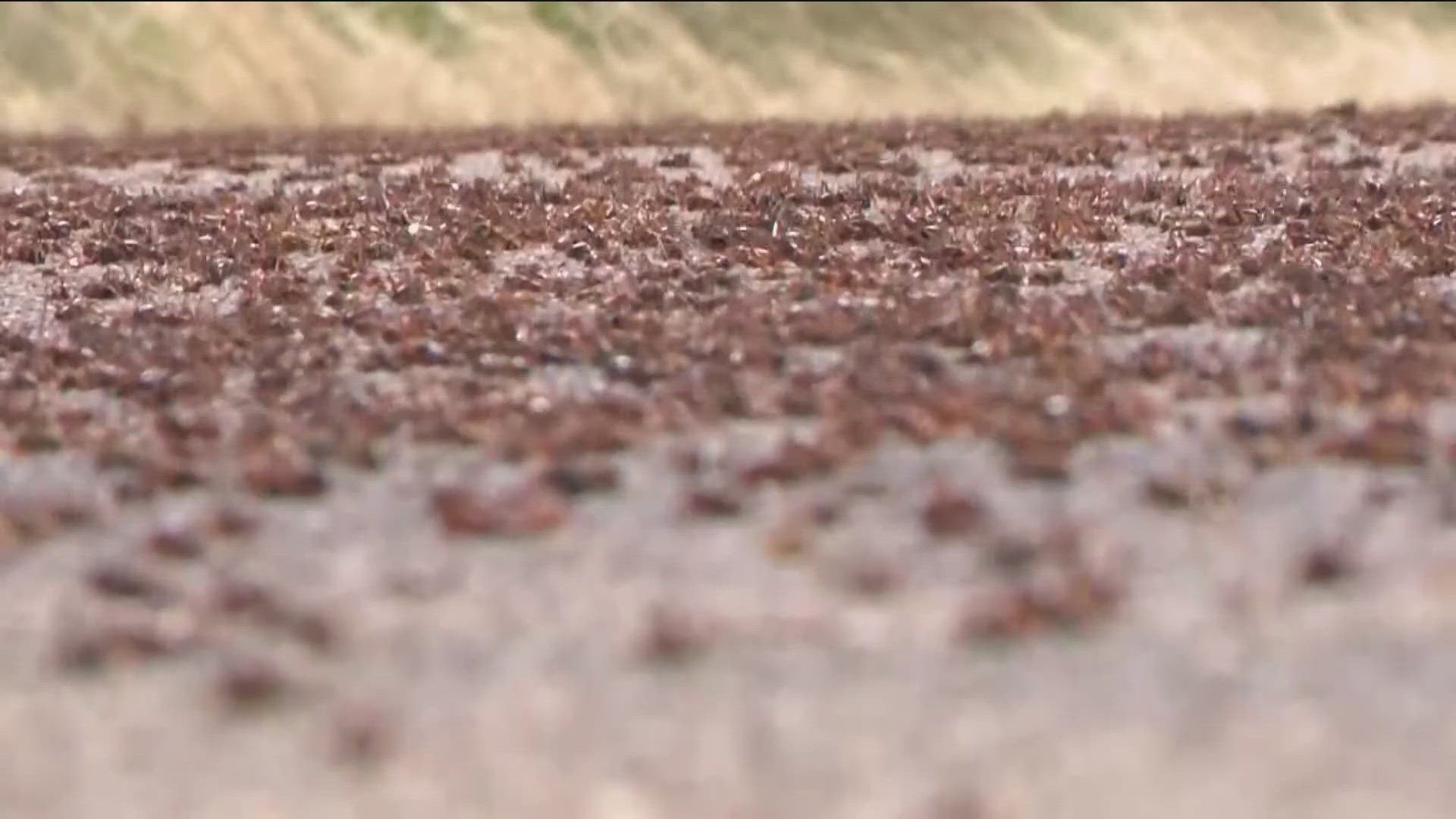 The Mormon cricket is back on Idaho roads | ktvb.com