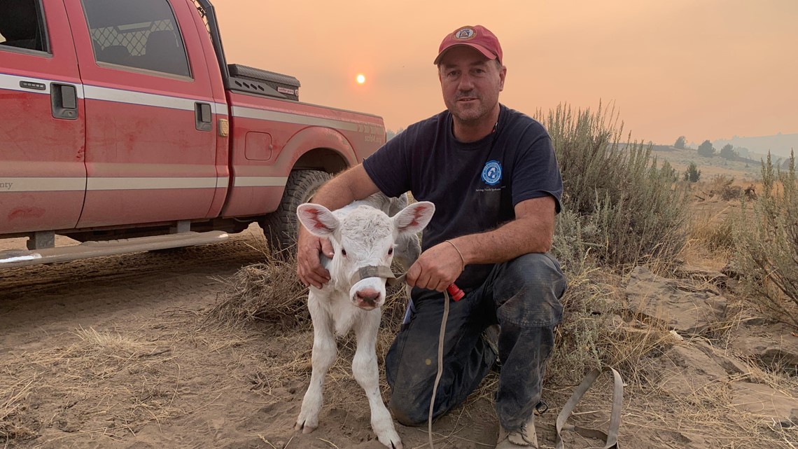 Calf reunited with its mother after being left alone in fire zone ...