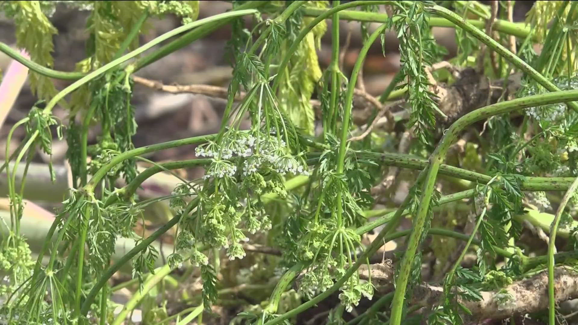 Idaho officials urge caution with poison hemlock in full growth | ktvb.com
