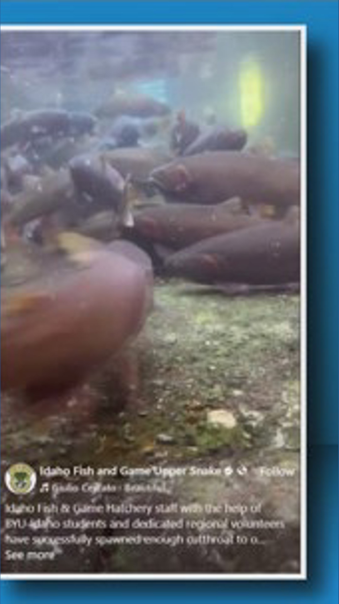 IDFG spawns cutthroat trout, producing 3.5 million eggs | ktvb.com
