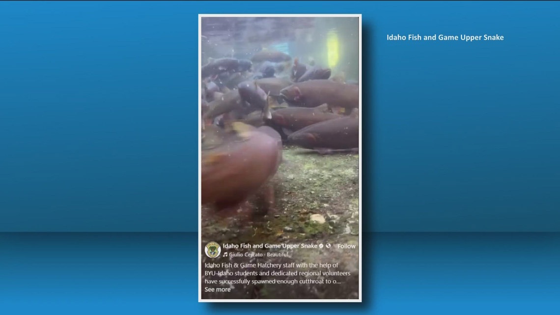 IDFG spawns cutthroat trout, producing 3.5 million eggs | ktvb.com