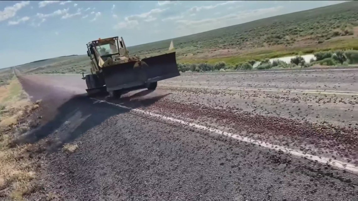 The plight of the Mormon crickets: Infestations rampant in Idaho | ktvb.com