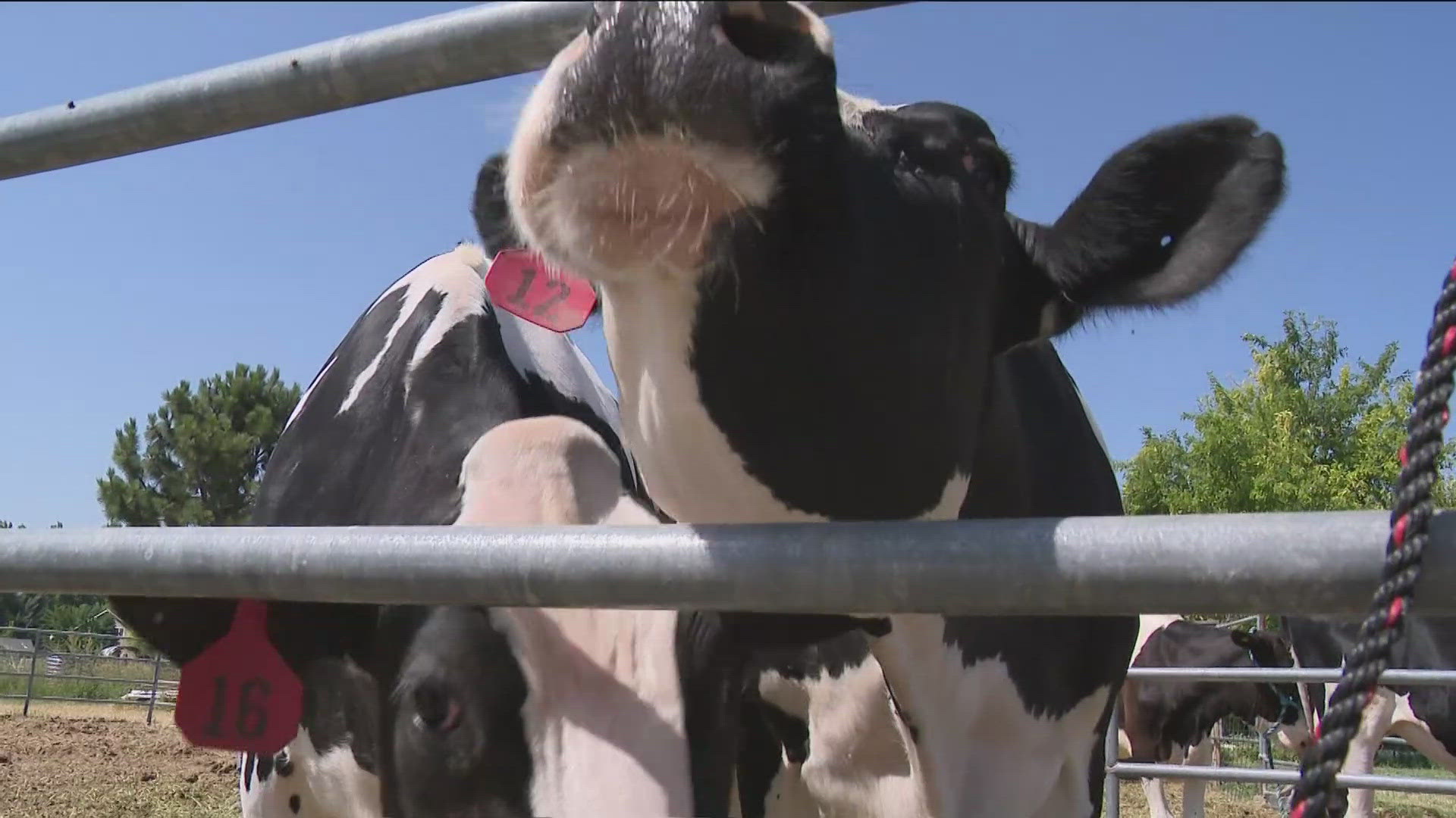 More than milk: How Meridian Dairy Days came to be | ktvb.com