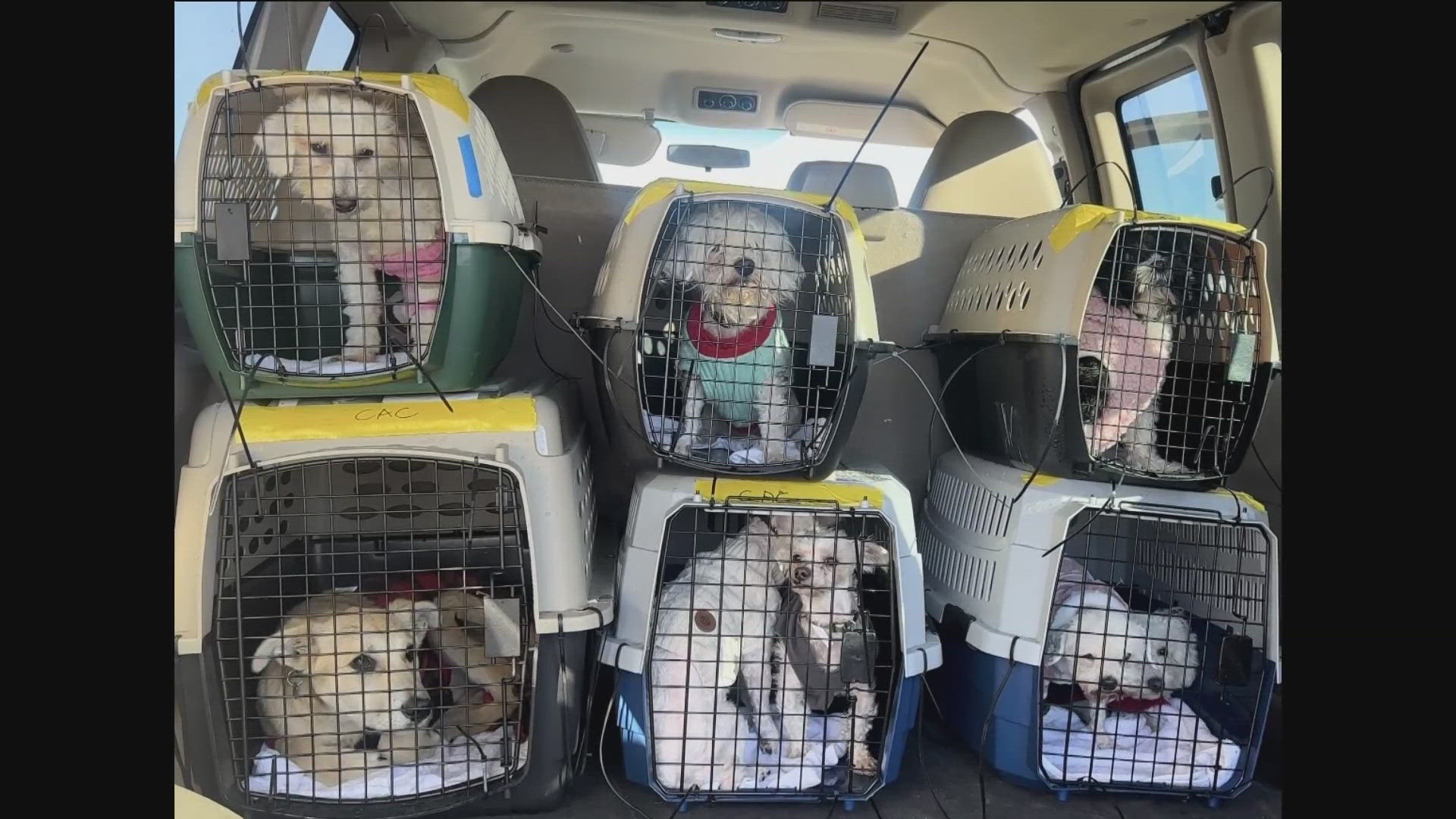 Companions Animal Center receives dogs from LA shelters | ktvb.com