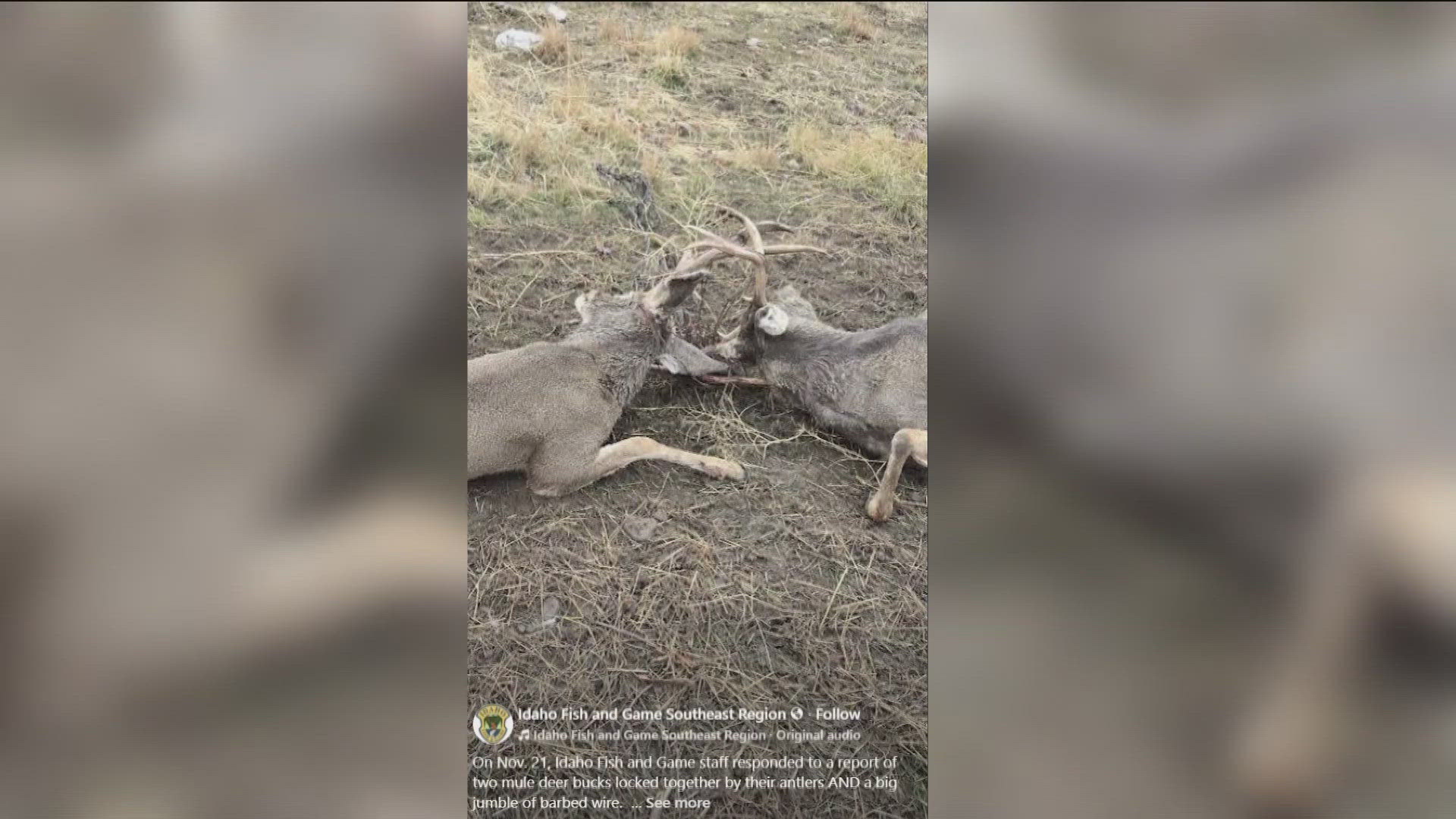 Idaho wildlife officials rescue 2 mule deer that locked their antlers ...