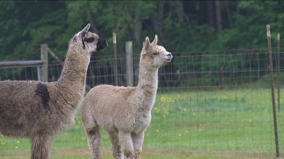 10 alpacas shot and killed in Washington, suspect still on the loose ...