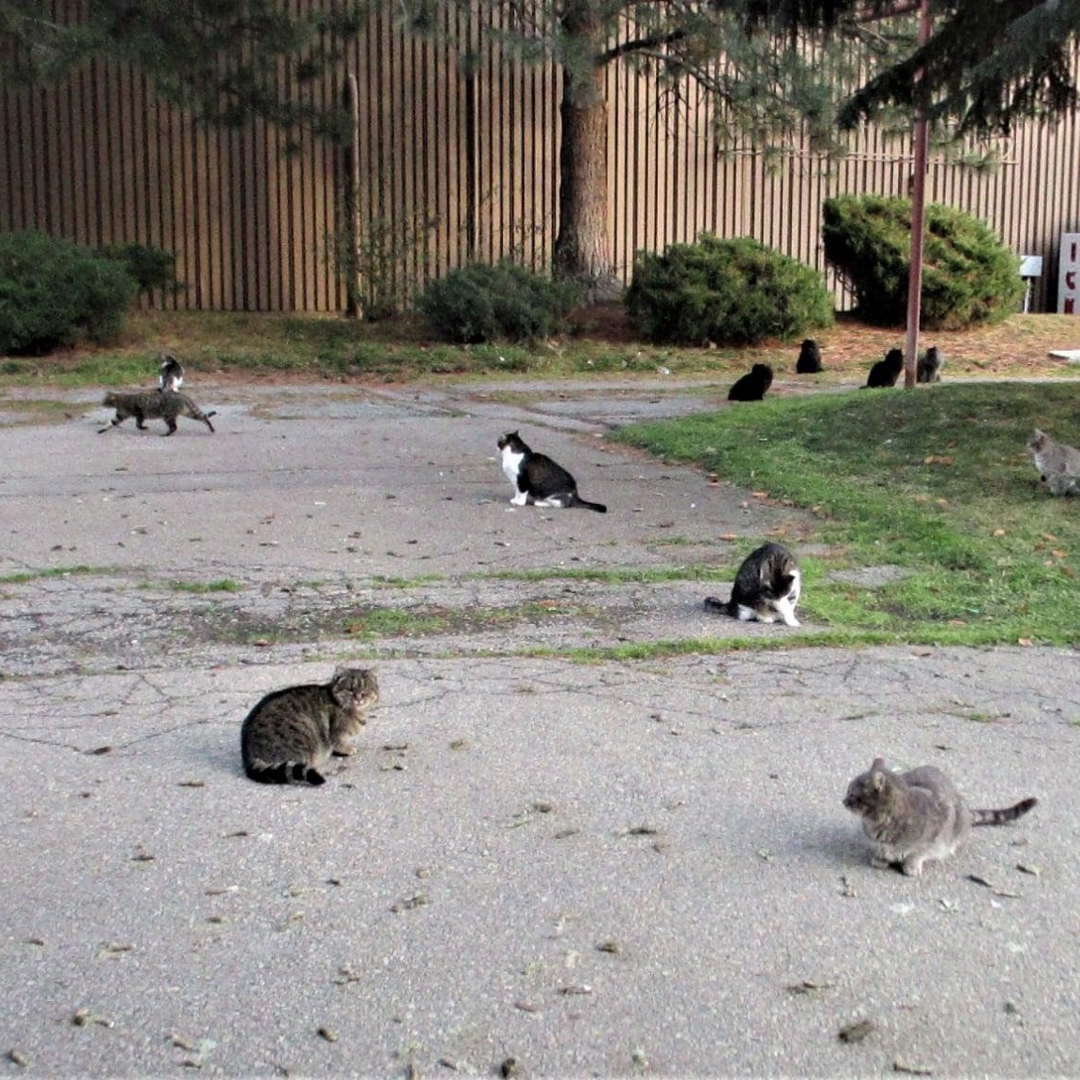 Volunteers struggle relocating feral cats amid Boise stadium build ...