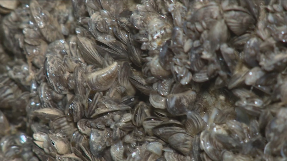 Idaho reports no quagga mussels in Snake River tests | ktvb.com