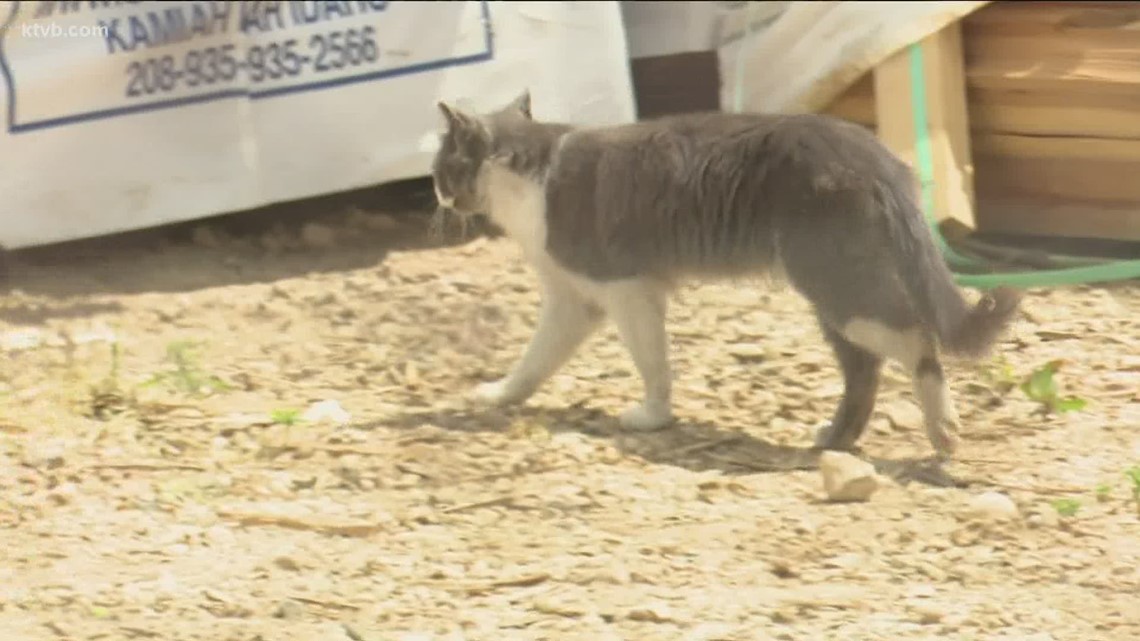 Feral cat colony causes spat in Meridian | ktvb.com