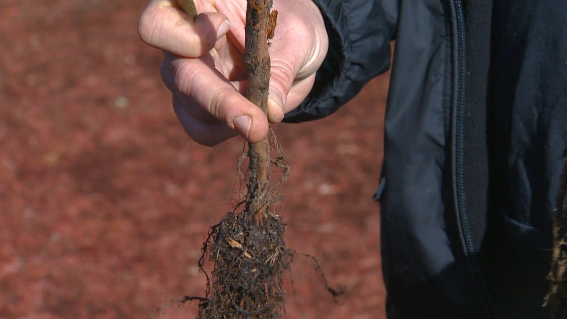 You Can Grow It: Advantages of planting bare root trees | ktvb.com