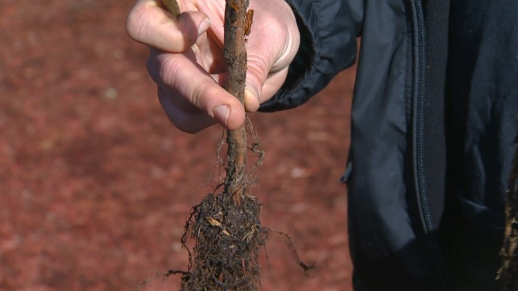 You Can Grow It: Advantages of planting bare root trees | ktvb.com