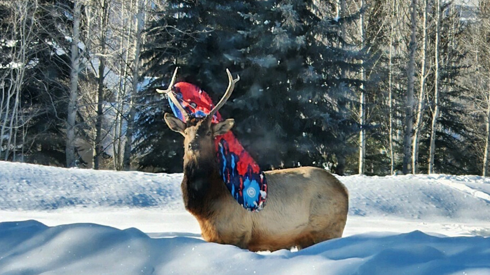 Animal entanglement issues arise during colder months | ktvb.com