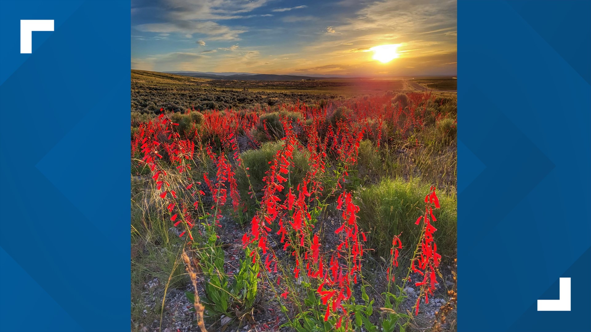 KTVB You Can Grow It: Idaho wildflowers blooming in mountains | ktvb.com